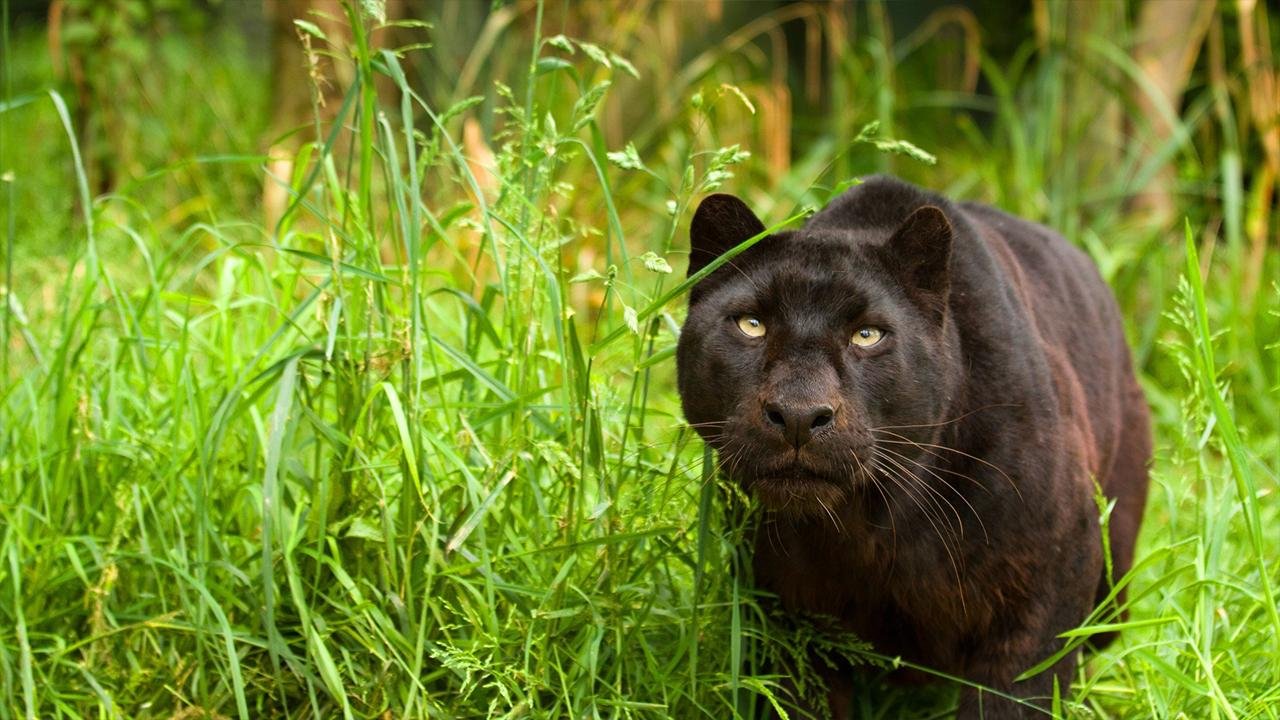 O simbolo da Pantera – Lótus Xamanismo